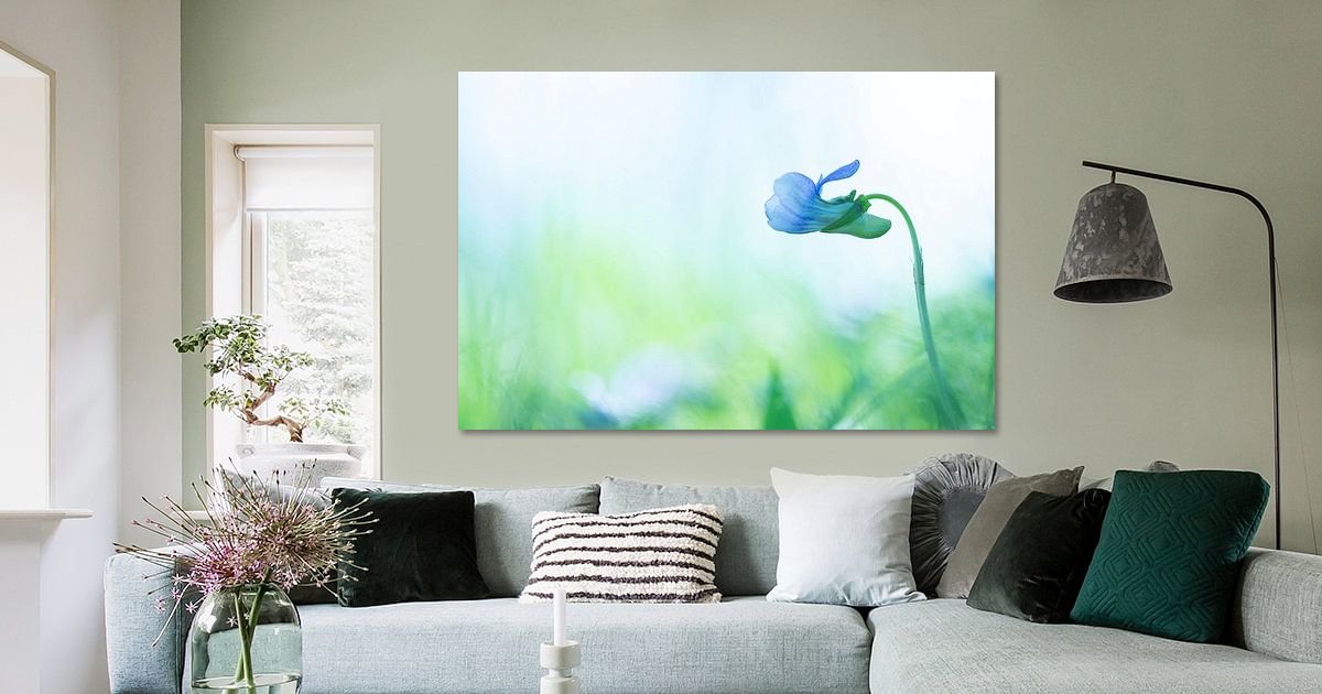 Wild viooltje tijdens een mooie voorjaarsmorgen van Francis Dost op ...