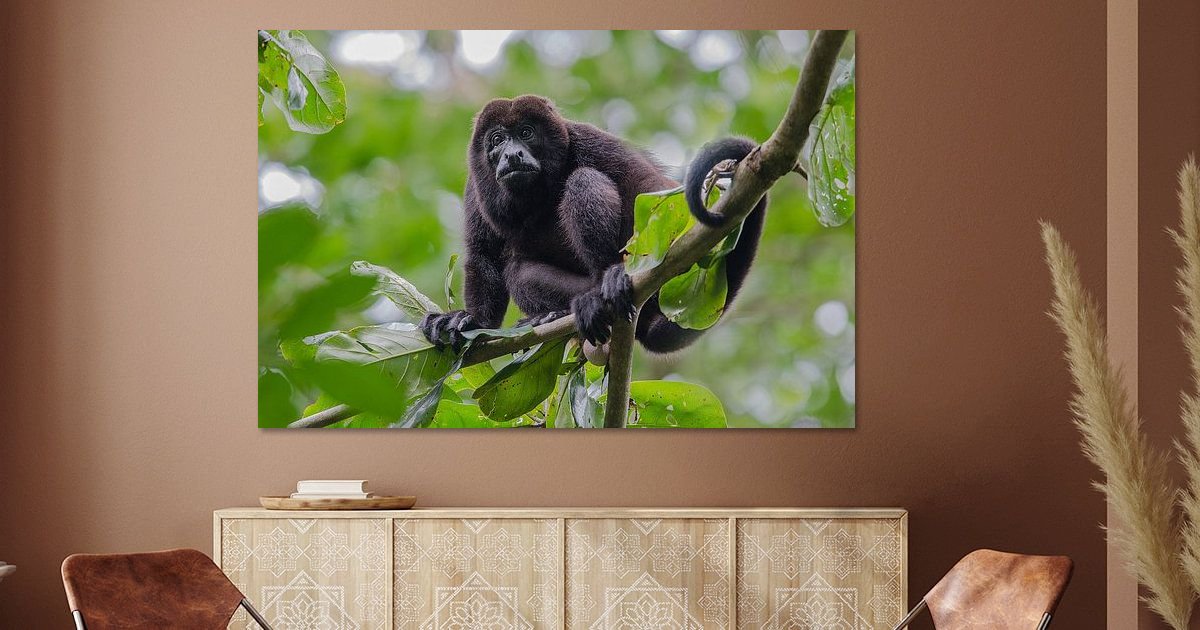 Brulaap hangend in de bomen by Elles Rijsdijk on canvas, poster ...