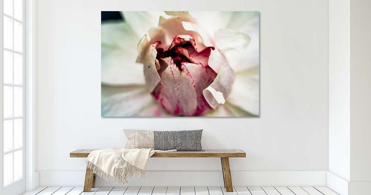 Purple / white Lotus leaves close up in the Amazonian jungle of Peru by ...