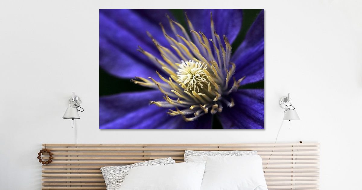 Clematis flower by MSP Canvas on canvas, poster, wallpaper and more