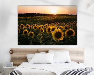 Zonnebloemen in Frankrijk van Mark Wijsman op canvas, behang en meer