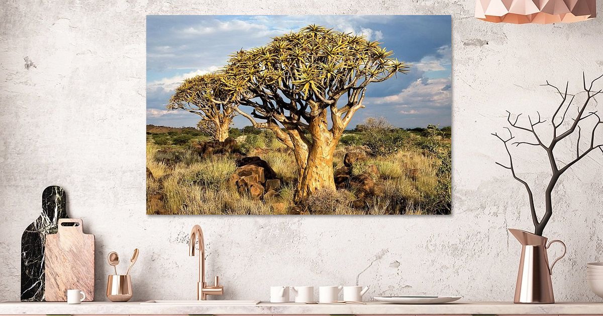 Canopy trees in Namibia by Jan van Reij on canvas, poster, wallpaper ...