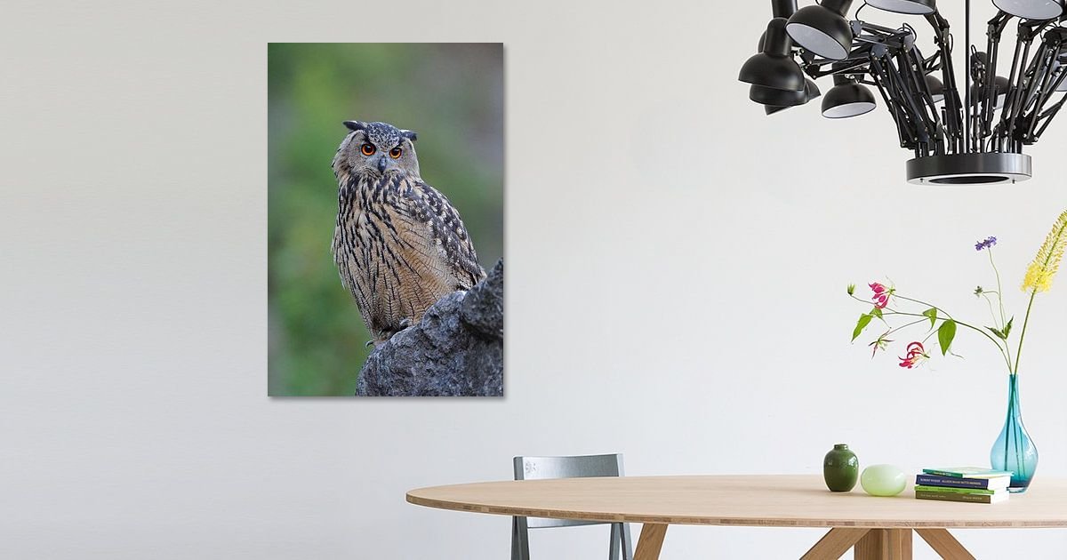 Gespannen blik... Arend Uil *Bubo bubo* van wunderbare Erde op canvas ...