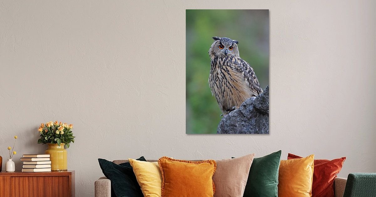 Gespannen blik... Arend Uil *Bubo bubo* van wunderbare Erde op canvas ...