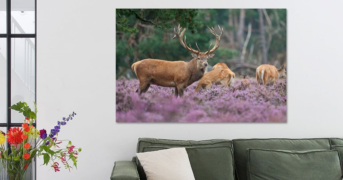 Edelhert tussen de Heide. van Rob Christiaans op canvas, behang en meer