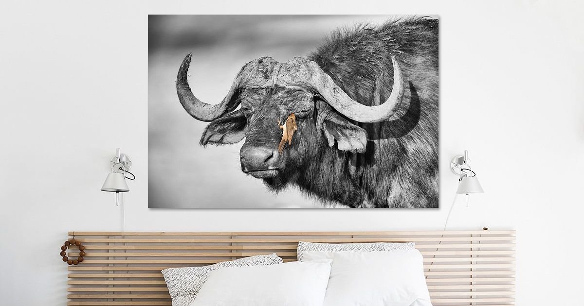 Kaapse Buffel met Ossenpikker van Chris Stenger op canvas, behang en meer