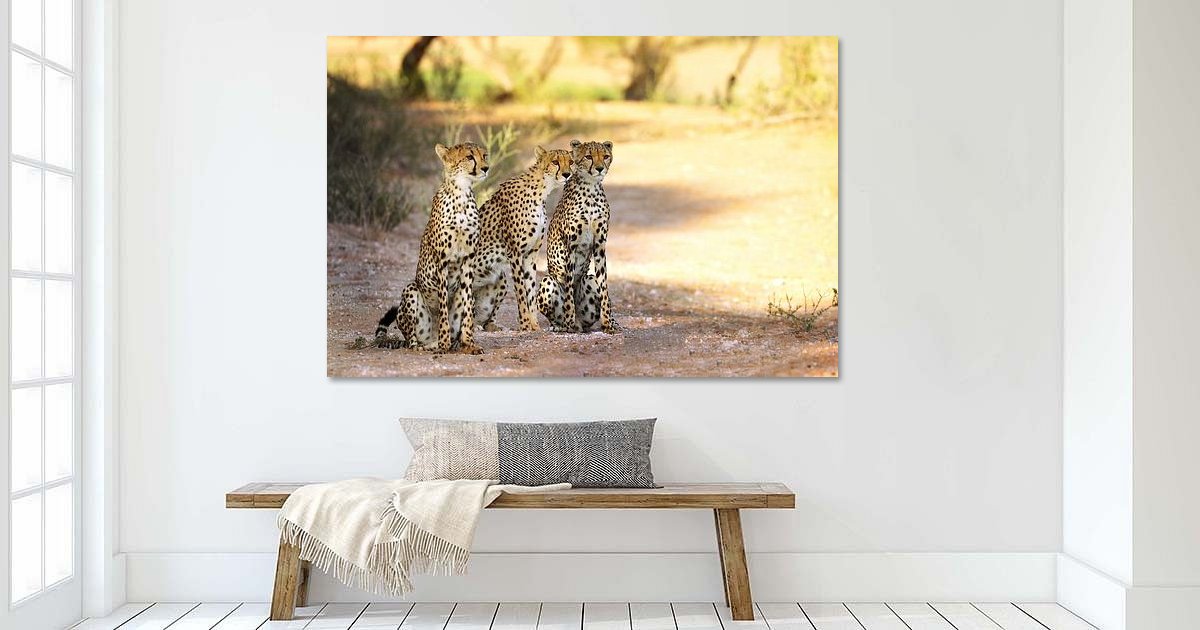 De drie jachtluipaarden, Zuid-Afrika van WiWo op canvas, behang en meer