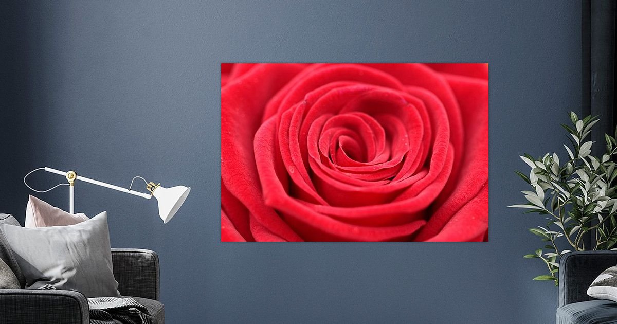 Rode roos van Sander Maas op canvas, behang en meer