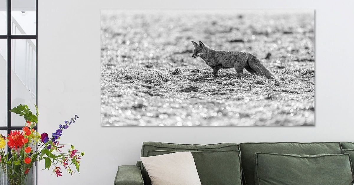 Vos zwart-wit van Felix Brönnimann op canvas, behang en meer