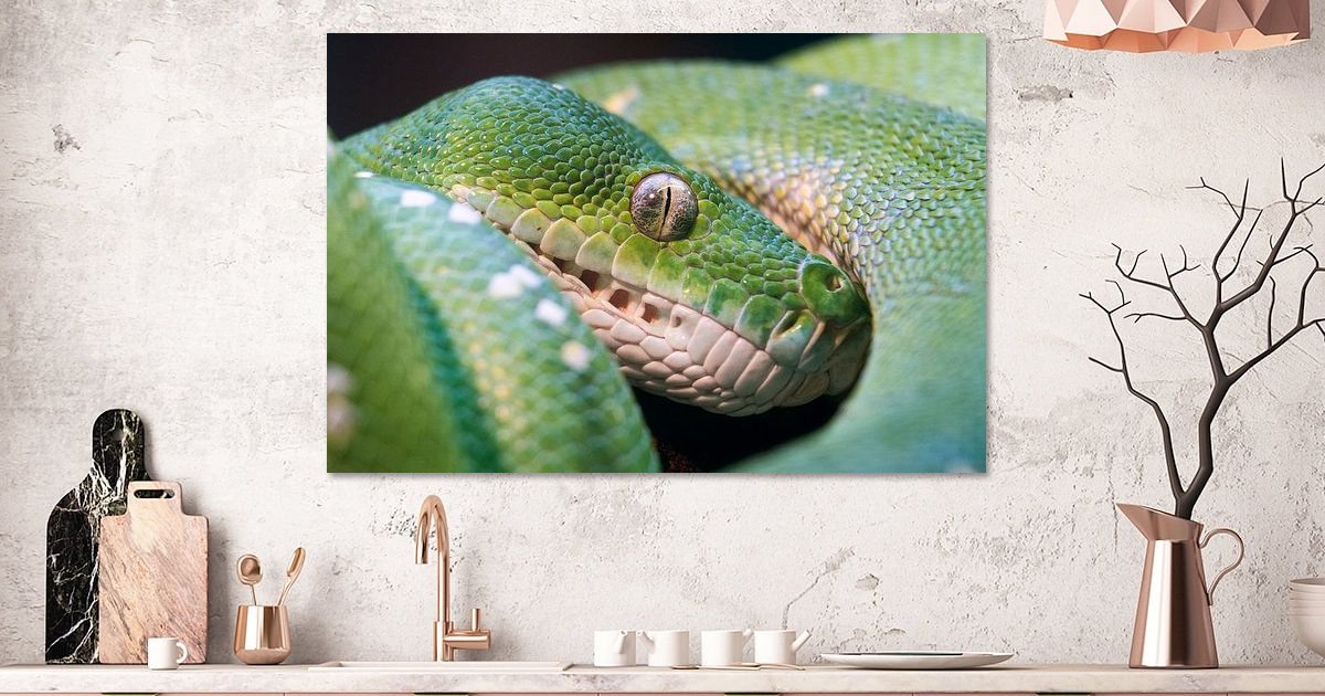 Groene boompython van Ralf van de Sand op canvas, behang en meer