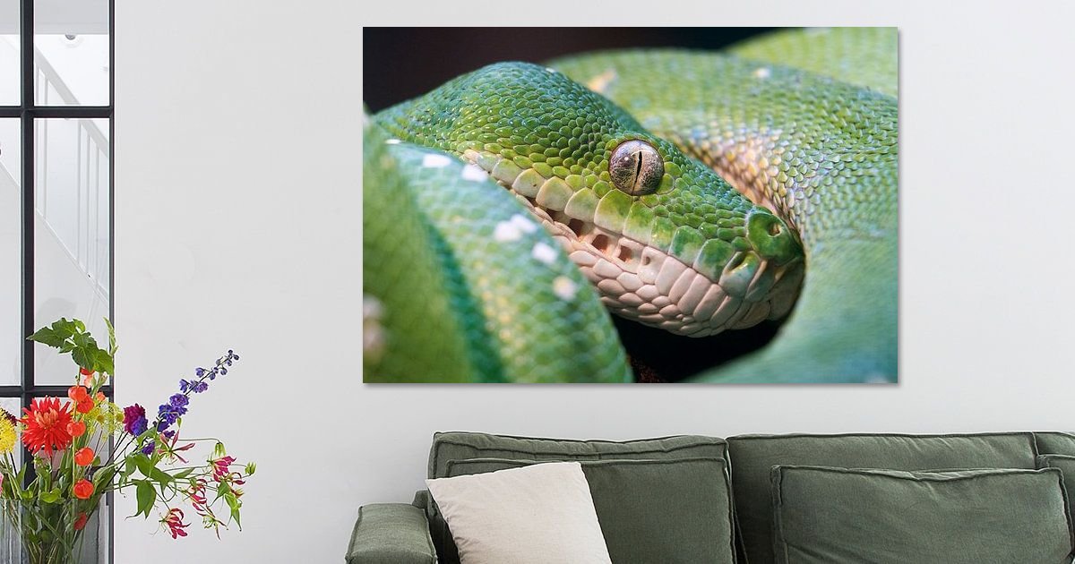 Groene boompython van Ralf van de Sand op canvas, behang en meer