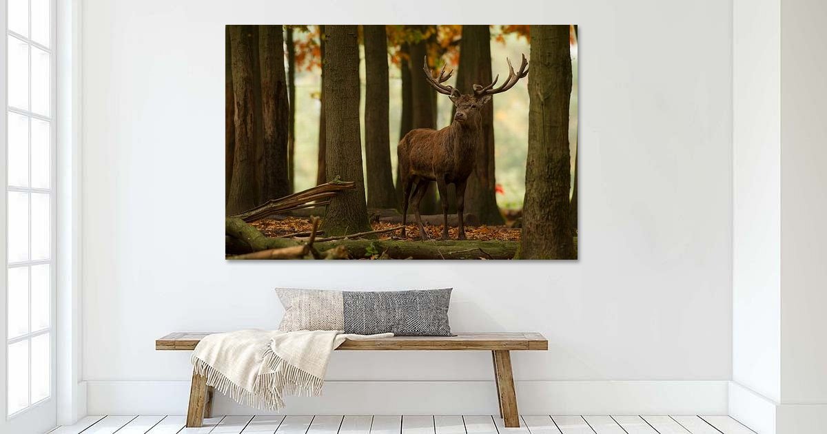 Bronstig Edelhert in boslandschap tijdens de herfst van Jeroen Stel op ...