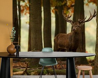 Bronstig Edelhert in boslandschap tijdens de herfst van Jeroen Stel op ...