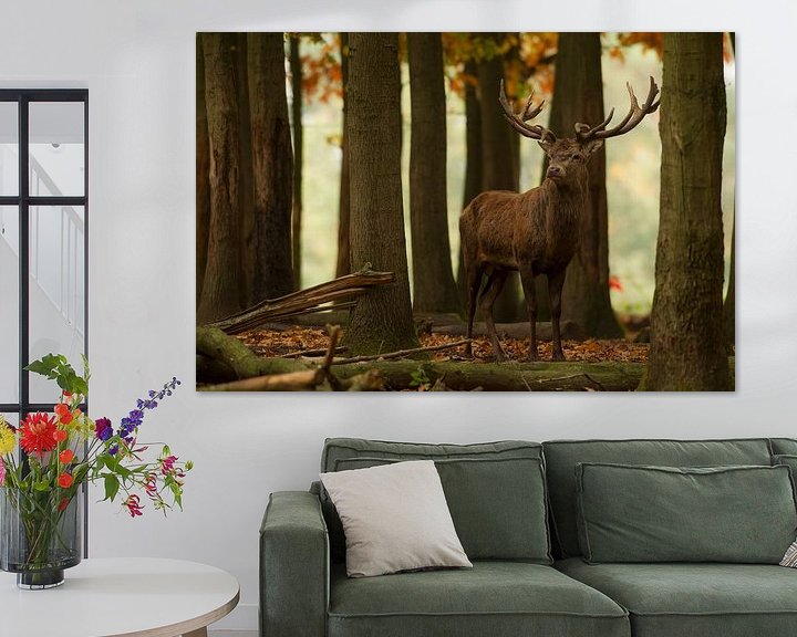 Bronstig Edelhert in boslandschap tijdens de herfst van Jeroen Stel op ...