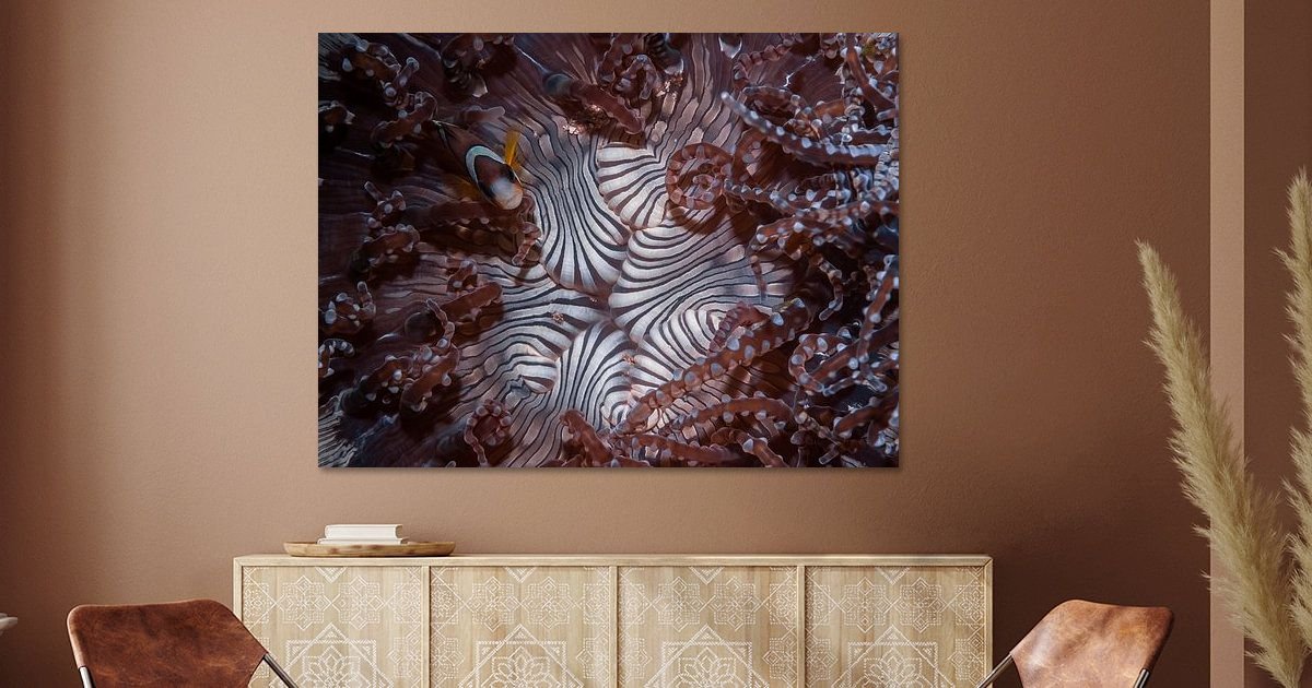 Het huis van de zwarte anemoonvis van Enak Cortebeeck op canvas, behang ...