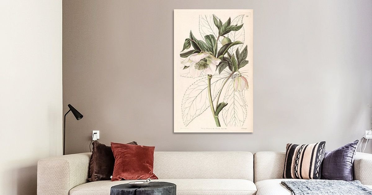 Helleborus orientalis illustration van Sarah Ann Drake. op canvas ...