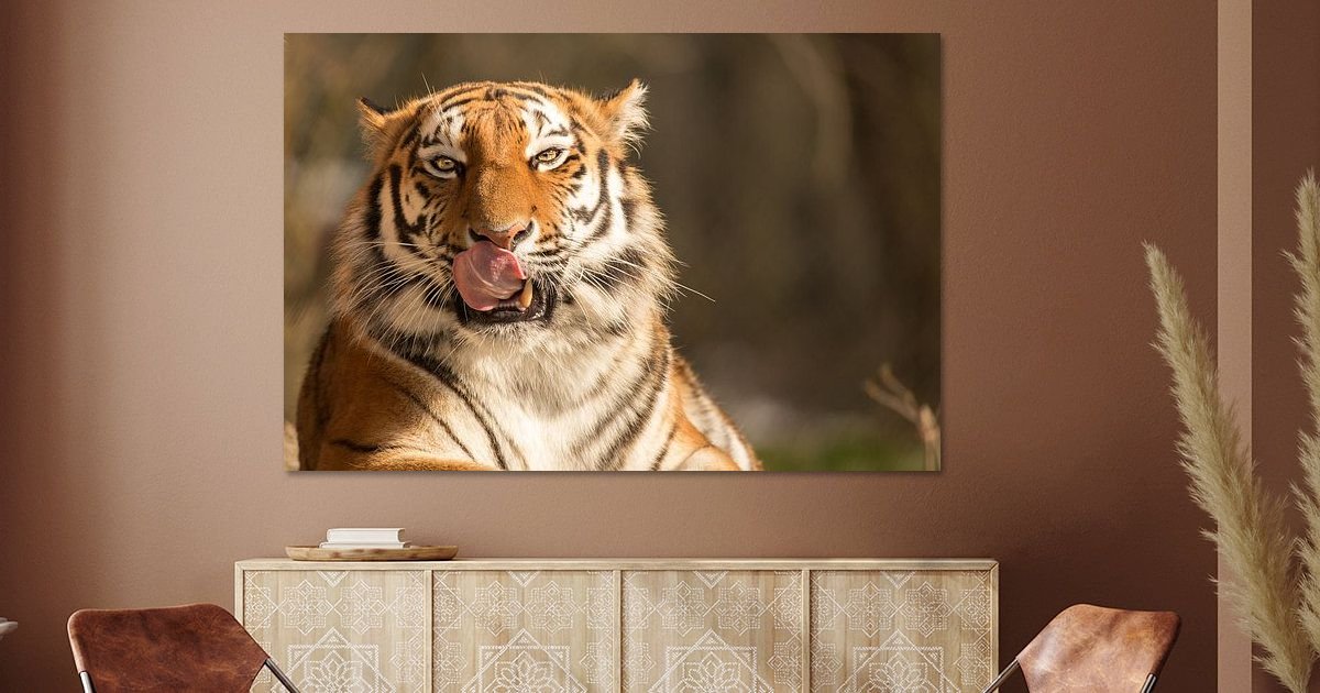 Tijger met prooi in zicht van Dennis Eckert op canvas, behang en meer