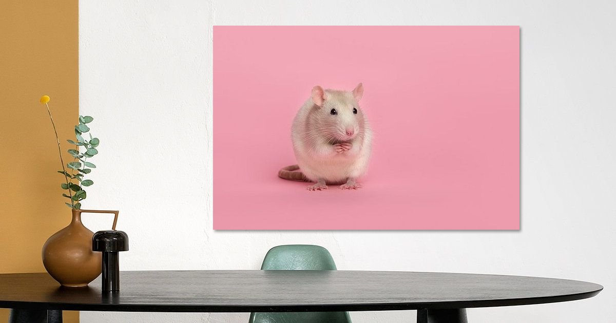 Ratje van Elles Rijsdijk op canvas, behang en meer