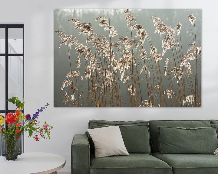 Wuivend riet van Marian Sintemaartensdijk op canvas, behang en meer