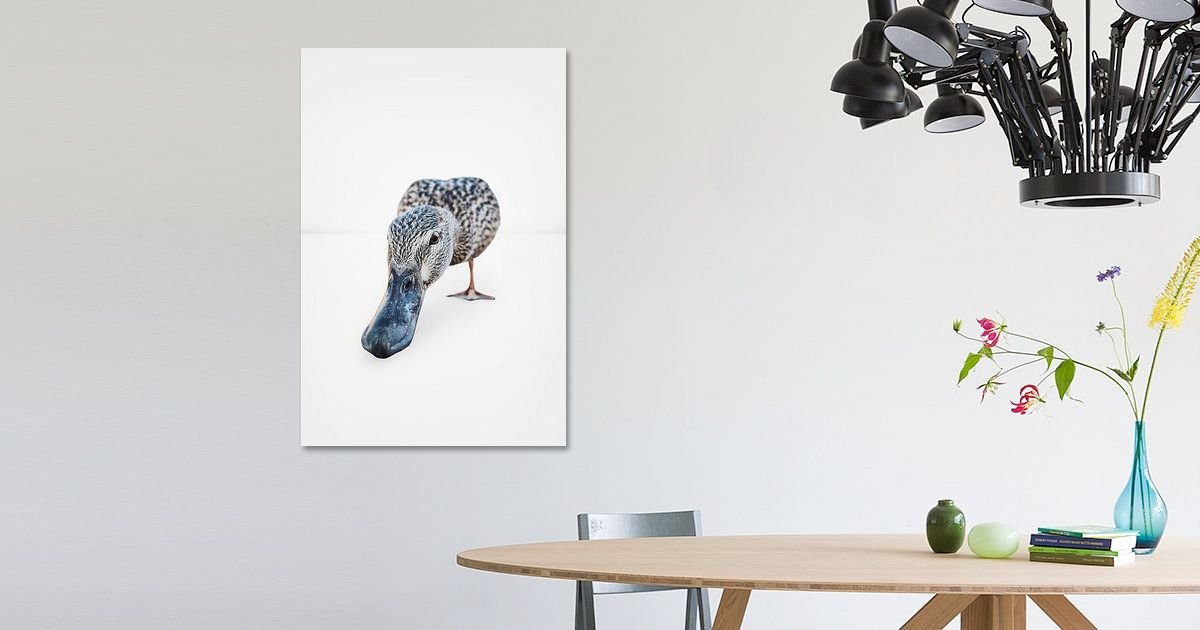 Dynamische Foto van Eend op Witte Achtergrond - Rust en Stijl voor uw ...