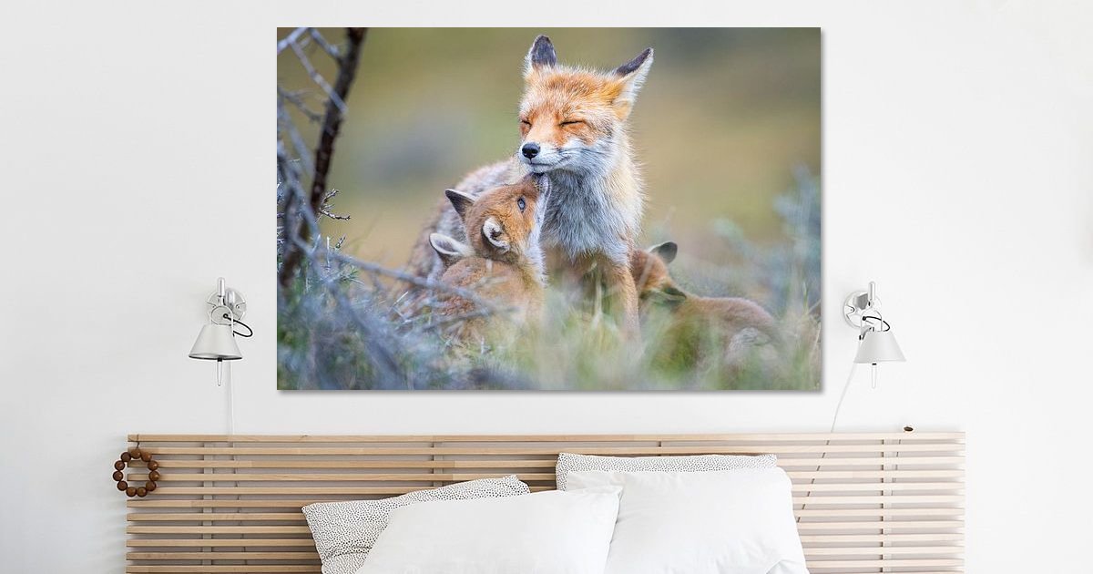 Fuchs mit Junge von Dennis Janssen auf ArtFrame, Leinwand, Poster und ...