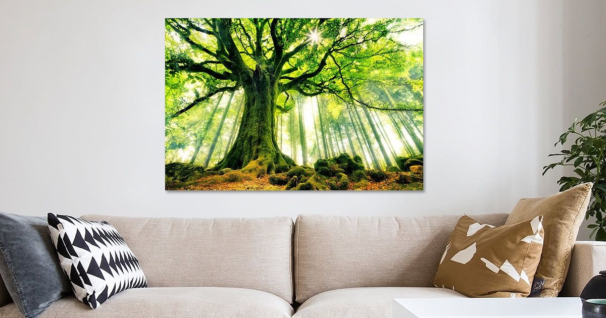 Ponthus' Beuken, Christophe Kiciak van 1x op canvas, behang en meer