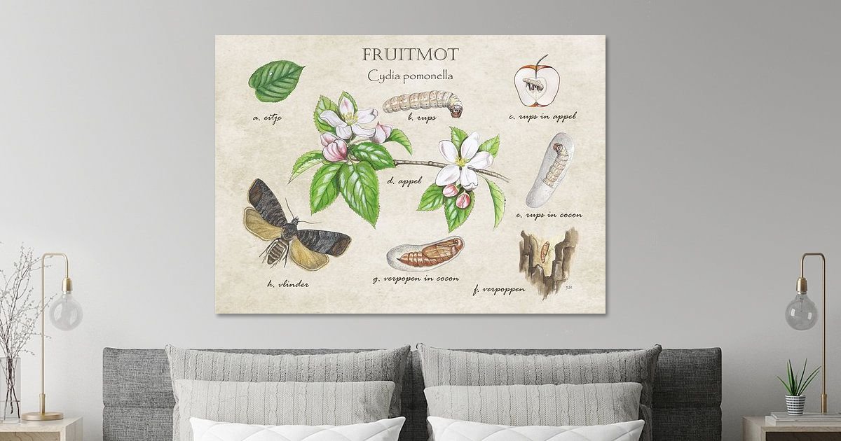Fruitmot (levenscyclus) van Jasper de Ruiter op canvas, behang en meer
