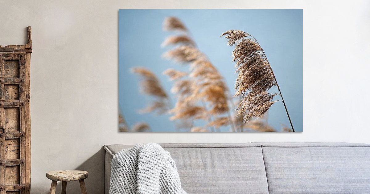 Le roseau commun (phragmites australis) sèche les têtes de graines au ...