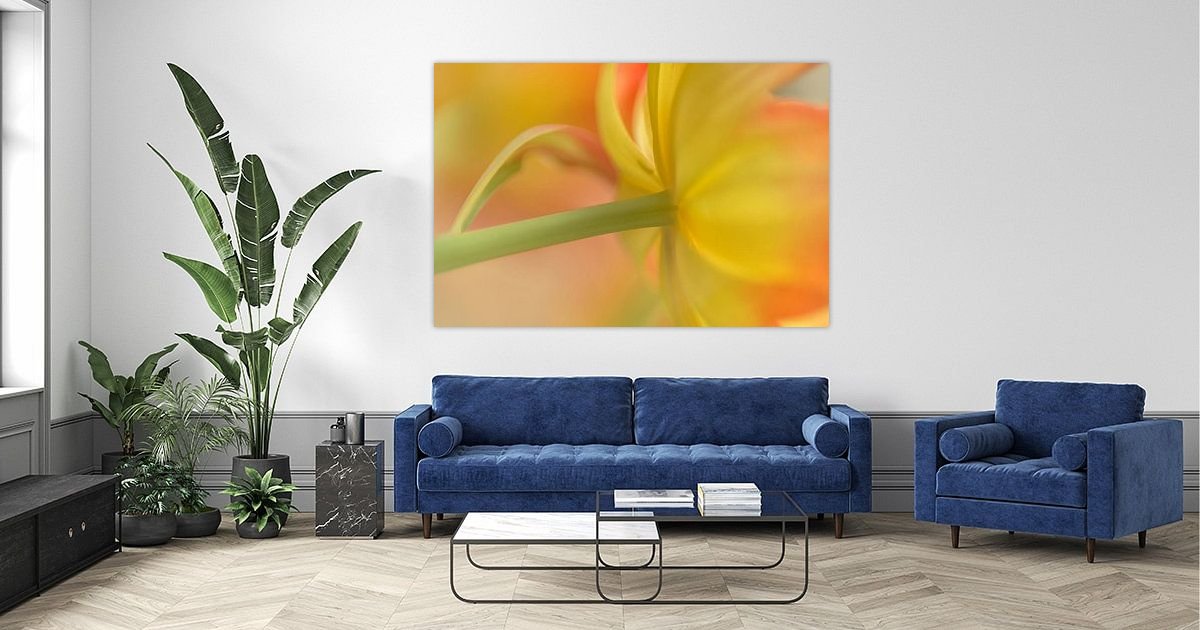 tulp van Alexandra Bijl op canvas, behang en meer