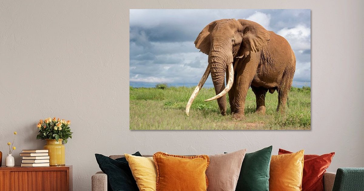 Portret van Tim de Tusker, een geliefde Afrikaanse olifant in Amboseli ...