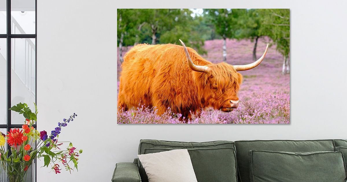 Scottish Highland cattle in a blooming heather field by Sjoerd van der ...