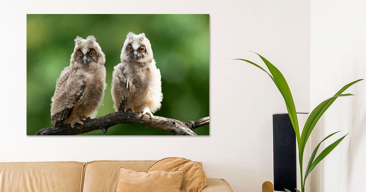 Ransuil kuikens (Asio otus) van Beschermingswerk voor aan uw muur op ...