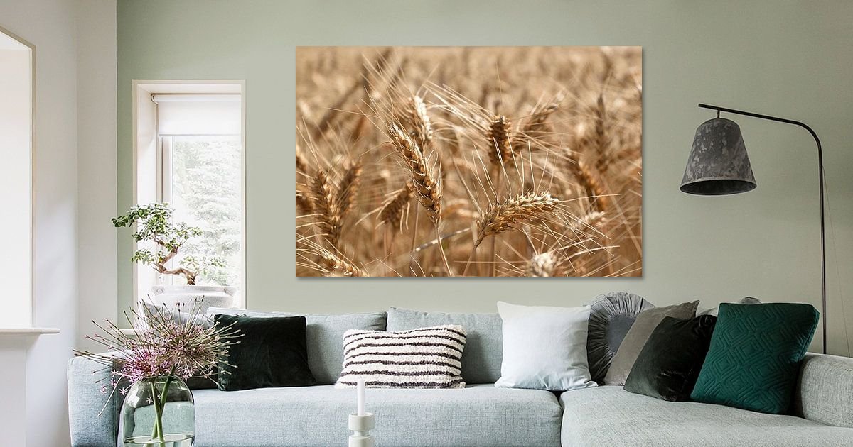 Graan halmen in een veld in Normandië, Frankrijk - natuur en ...