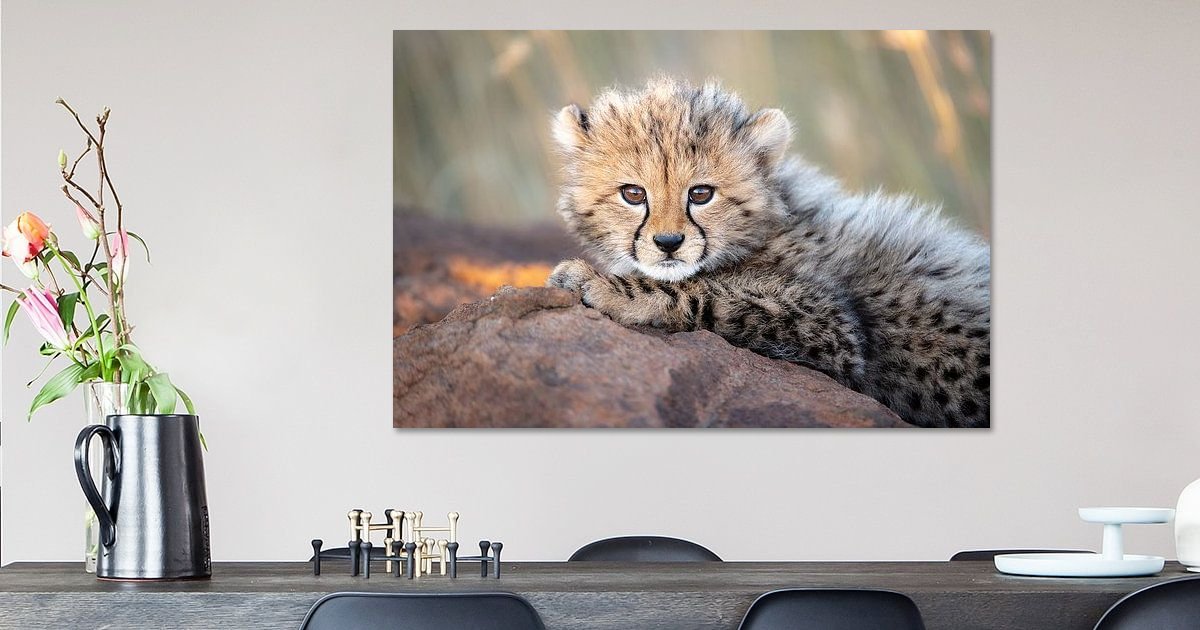 Brave cheetah cub by Jos van Bommel on canvas, poster, wallpaper and more