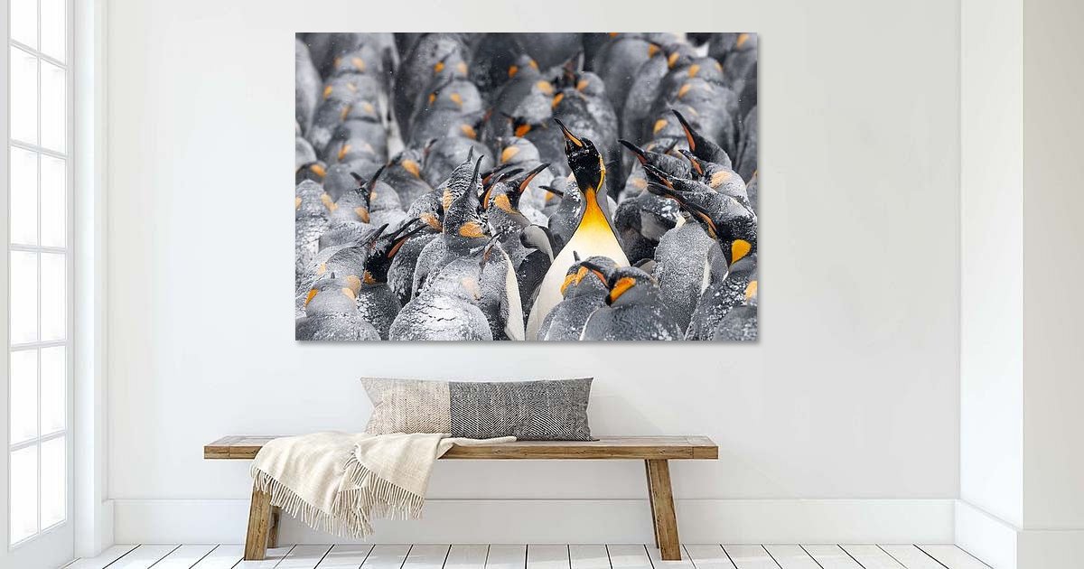 Königspinguin in Schwierigkeiten von Jos van Bommel auf Art Frame ...