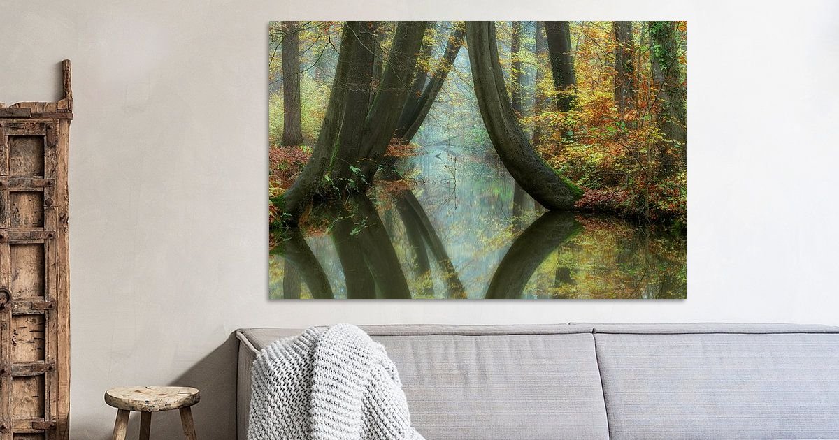 Herfstbos met beek en kromme beuken met reflectie van Peter Bolman op ...