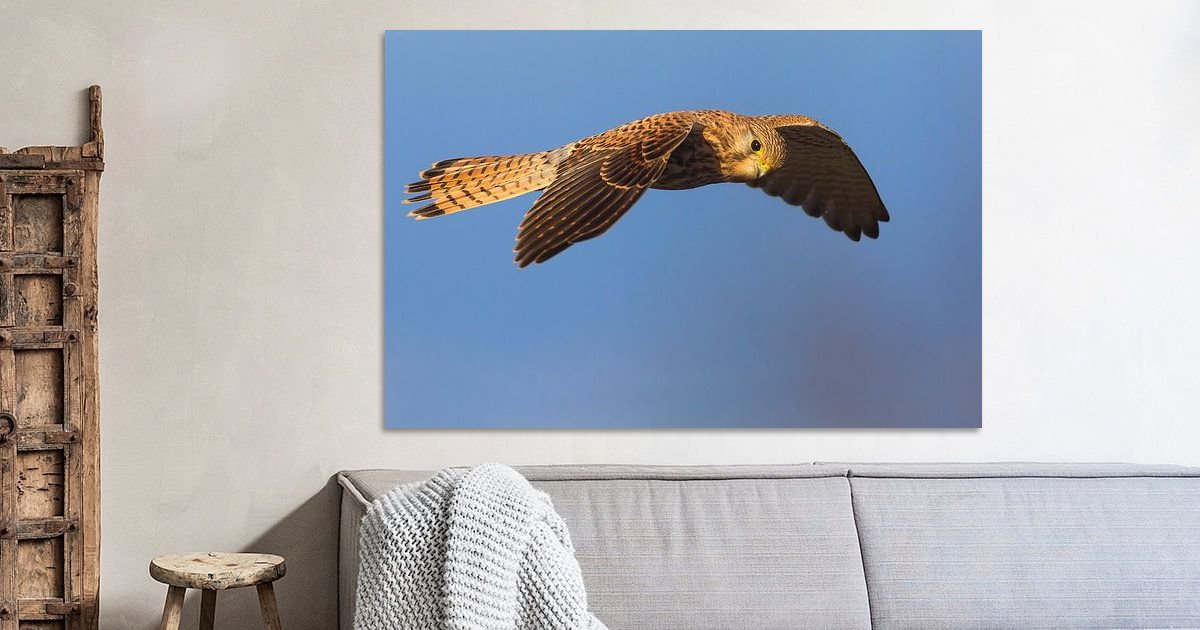 Biddend vrouwtje Torenvalk van Beschermingswerk voor aan uw muur op ...