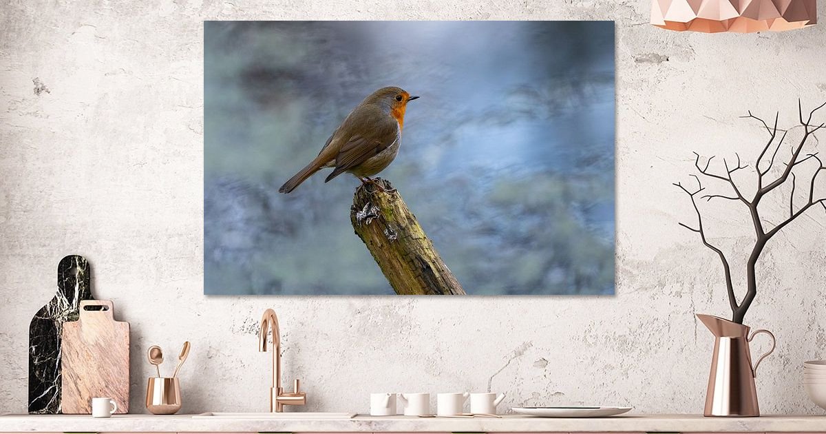 Roodborstje van Marjon Tigchelaar op canvas, behang en meer