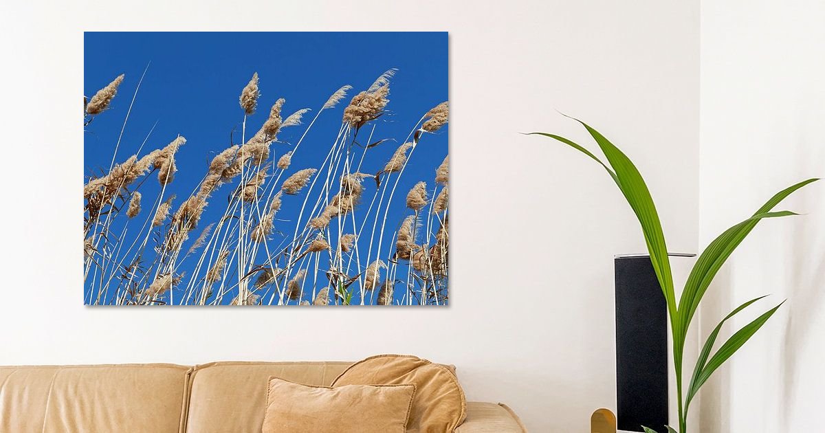 Mooie Wuivend riet (Schmoelling) kunst op canvas, behang en meer