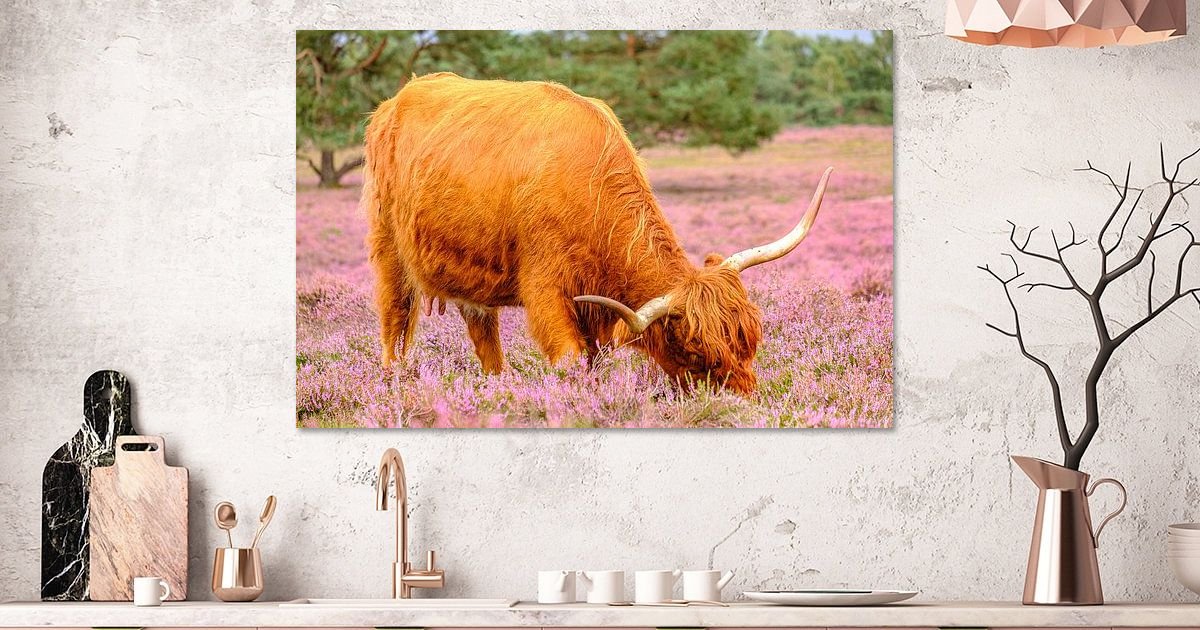 Scottish Highland cattle in a blooming heather field by Sjoerd van der ...