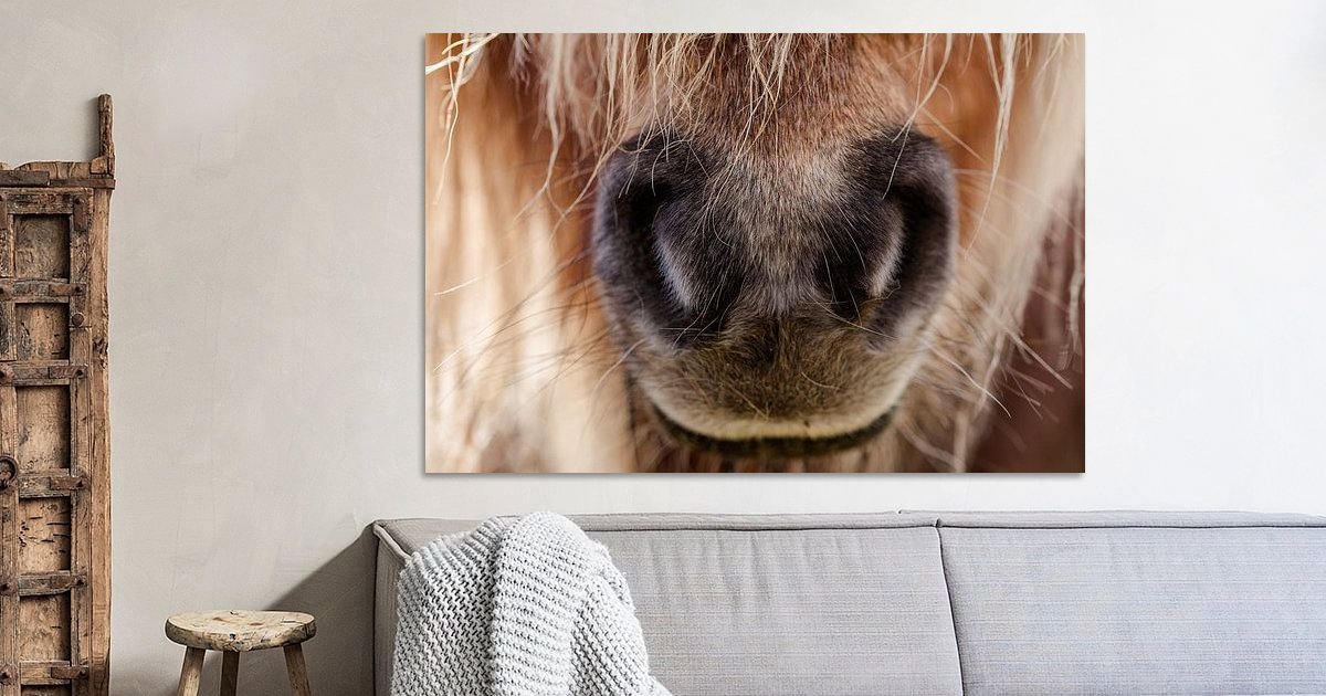 Cute pony snout (nose) of a Shetlander by KB Design & Photography ...