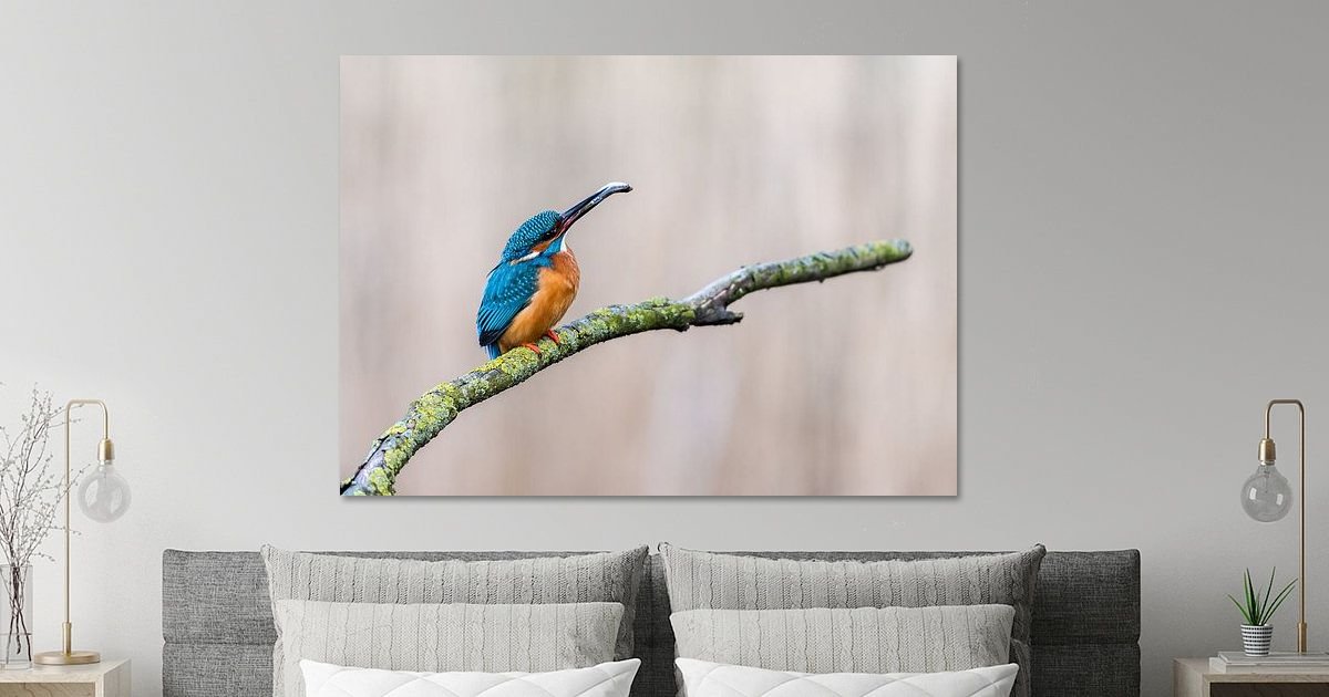 The King fishing! van Robert Kok op canvas, behang en meer