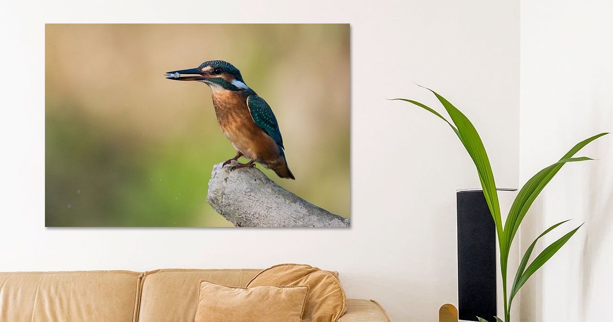 IJsvogel met prooi vis in snavel van Robert Ruidl op canvas, behang en meer