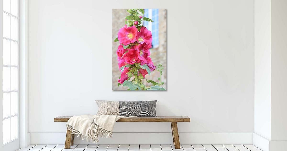 Fel roze stokrozen in een Franse tuin art print - zomer bloemen straat ...