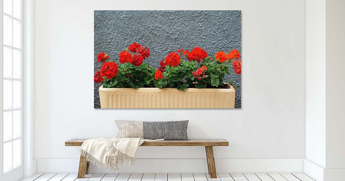 Bak met vuurrode geraniums voor een grijze, grof gestucte muur. van ...