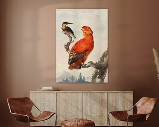 Oranje rotshaan en een ijsvogel (na 1730-voor 1792), Aert Schouwman van ...