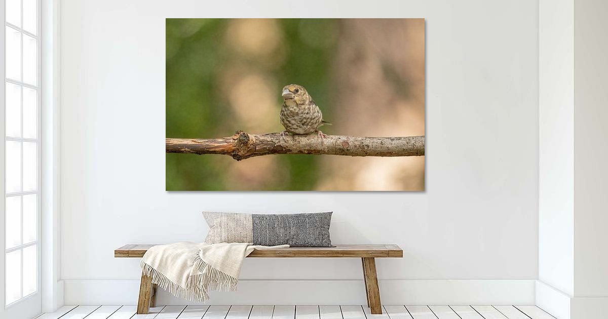 Gimpel Jungtier von Tanja van Beuningen auf ArtFrame, Leinwand, Poster ...