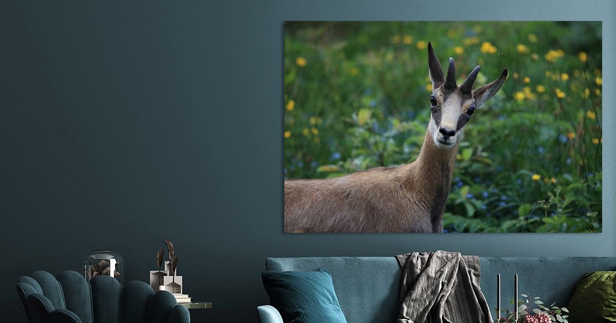 Mooie Gems (dier) kunst op canvas, behang en meer