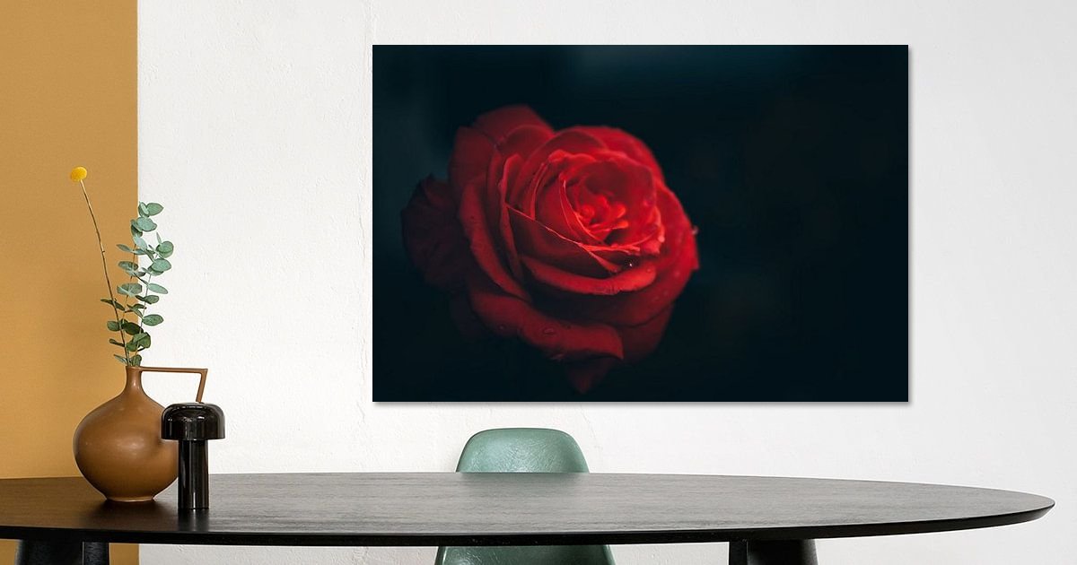 Rode roos, bloem in focus van Fotos by Jan Wehnert op canvas, behang en ...