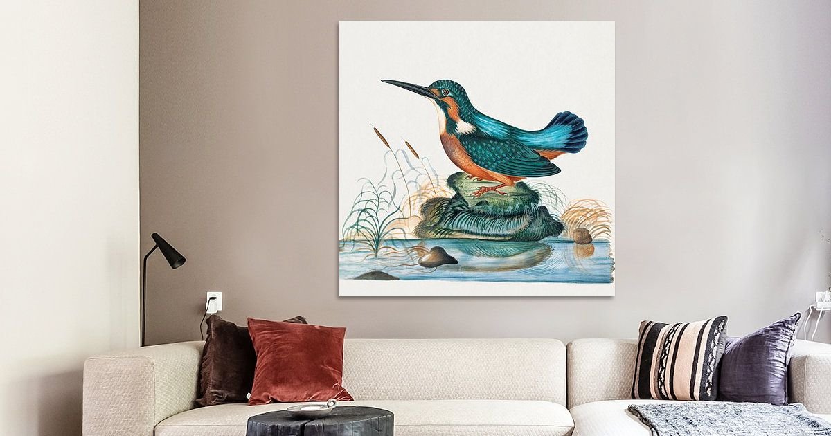 IJsvogel uit het natuurhistorisch kabinet van Anna Blackburne (1768 ...